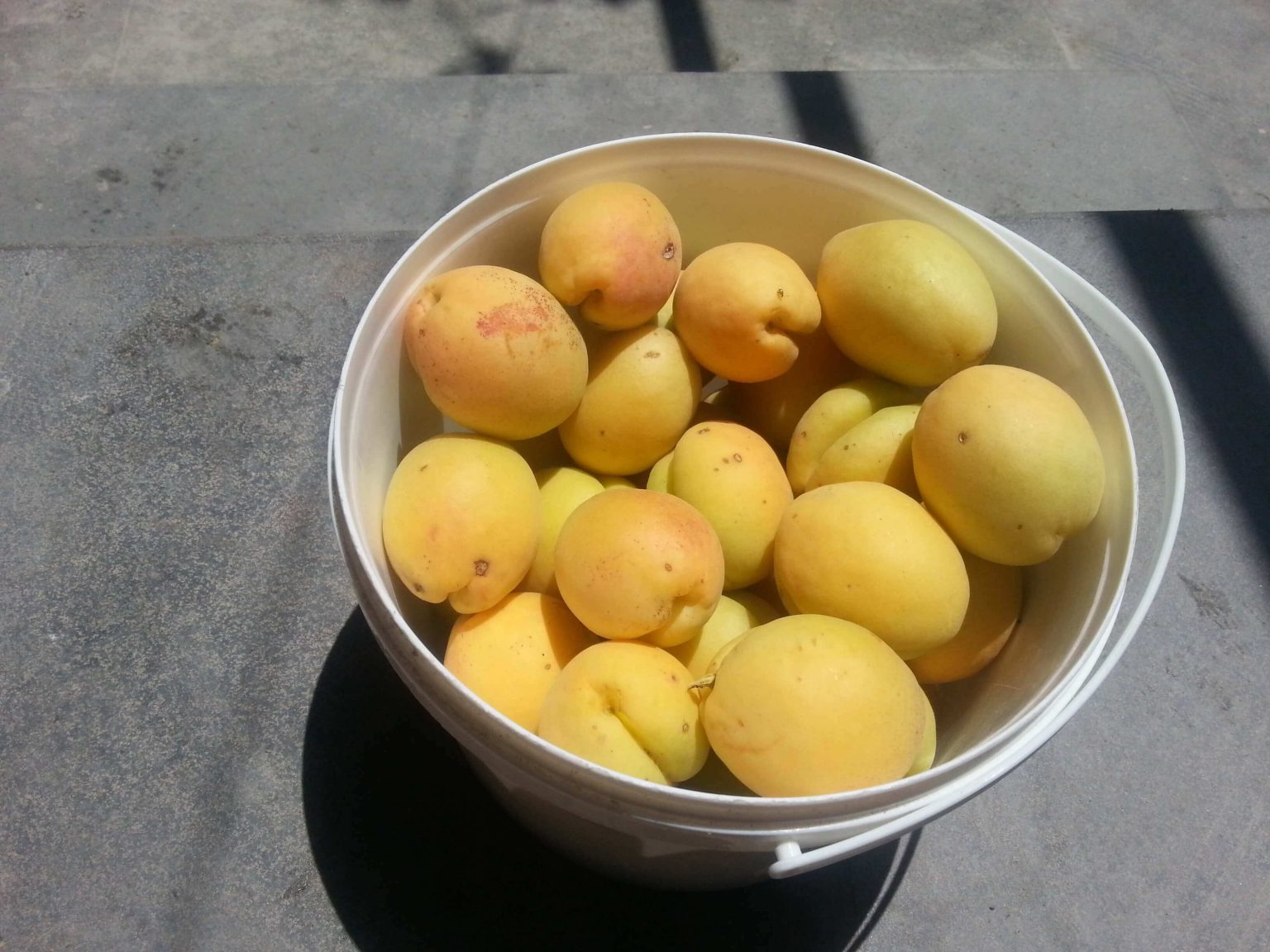 Pruna Armenica, czyli morela zwyczajna – narodowy symbol Armenii ...